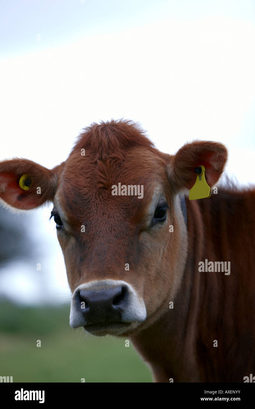 Jersey Cow Channel Islands Stock Photo - Alamy
