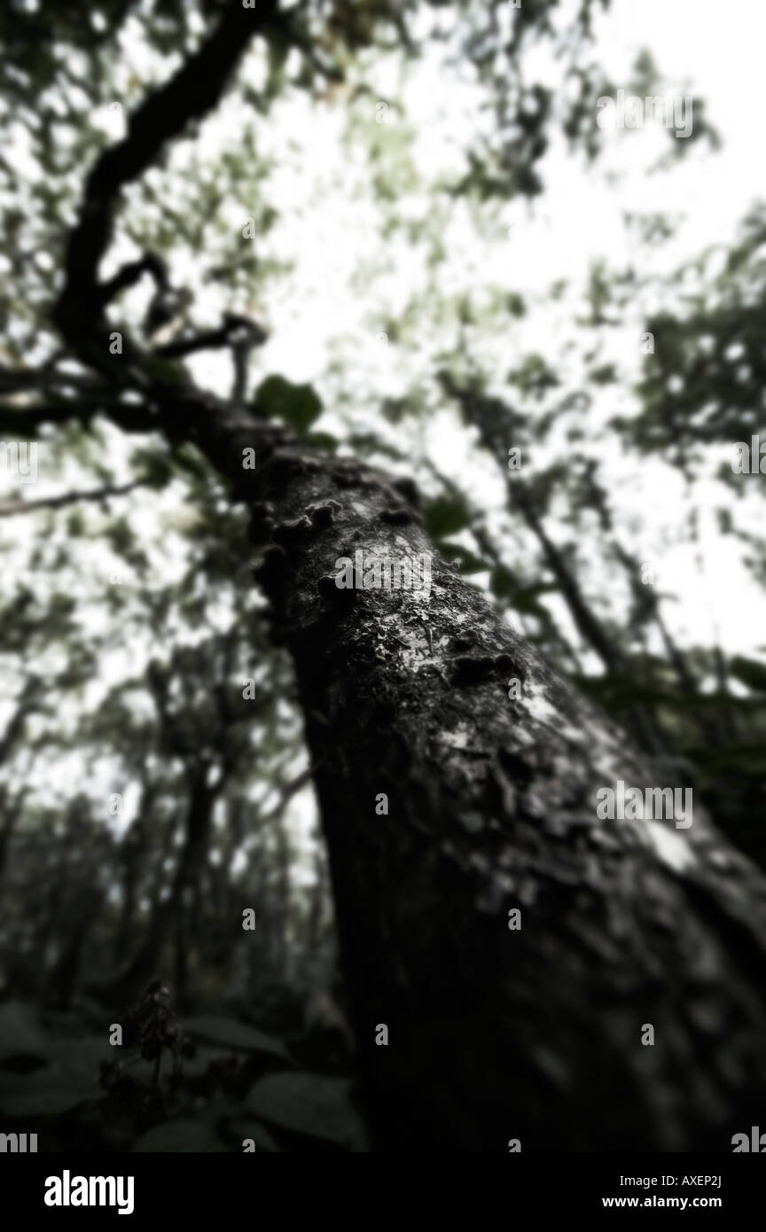 Looking up at a tree in a woods Stock Photo - Alamy