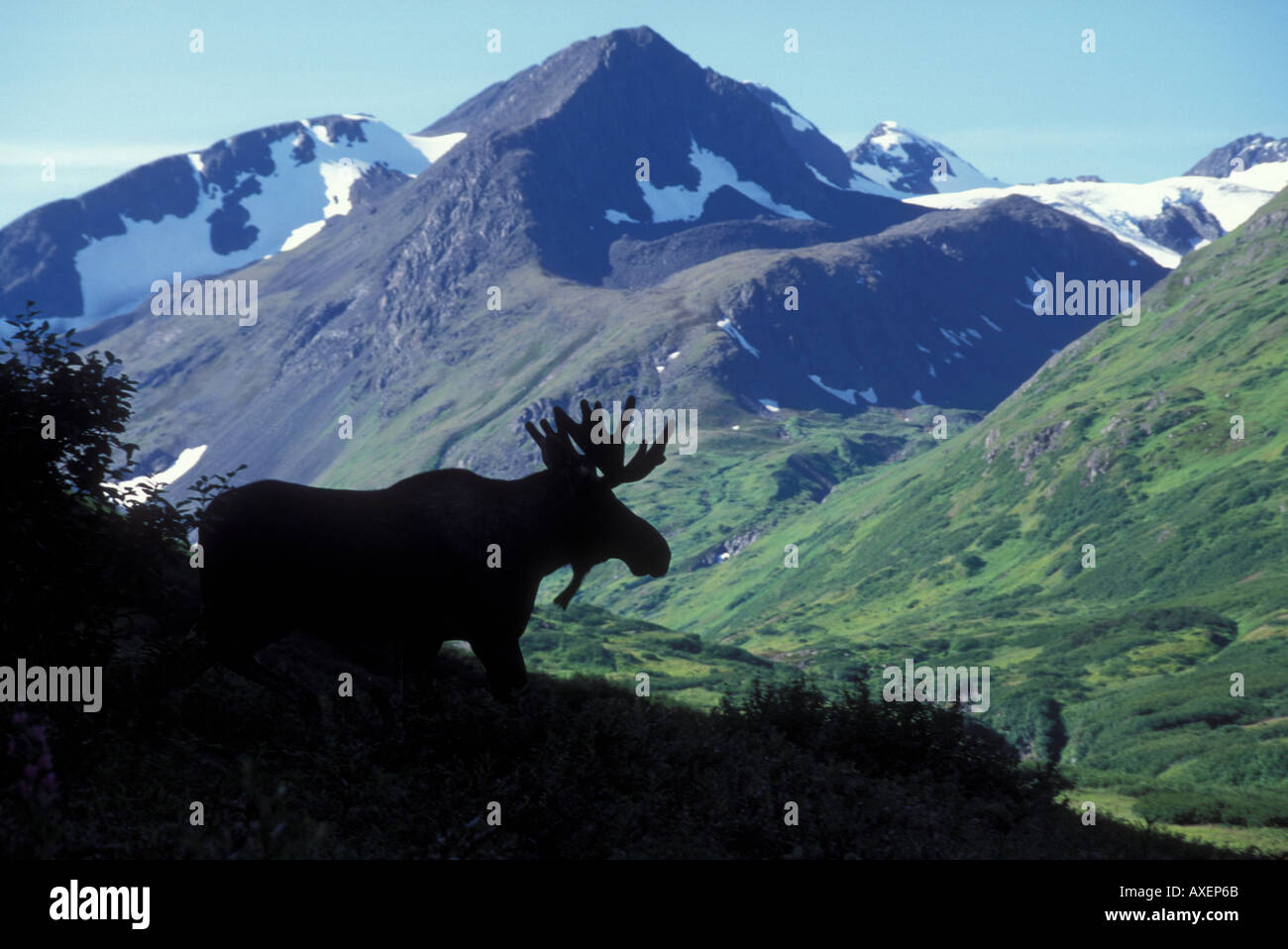 Bull crow hi-res stock photography and images - Alamy
