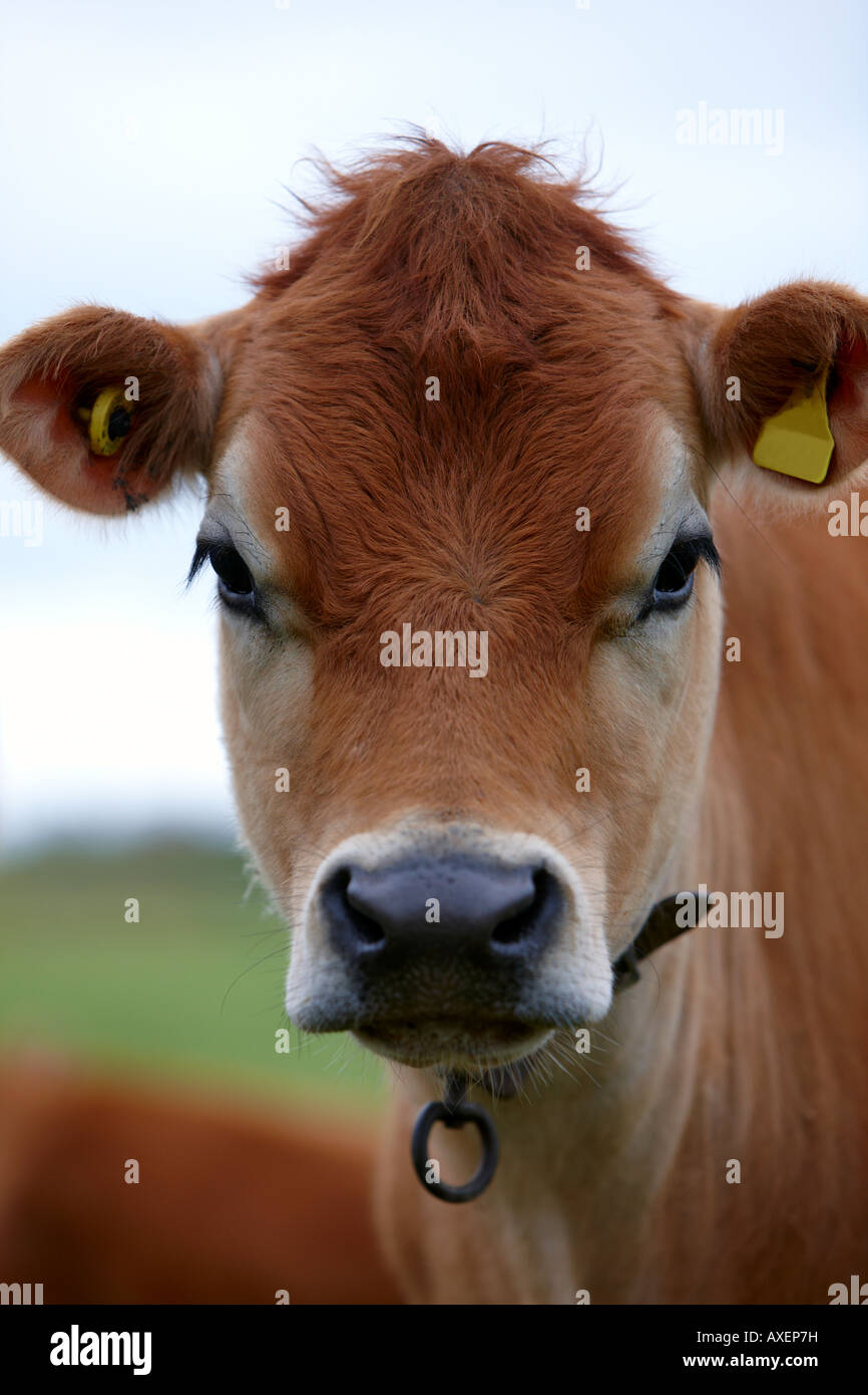 Jersey Cow Channel Islands Stock Photo - Alamy