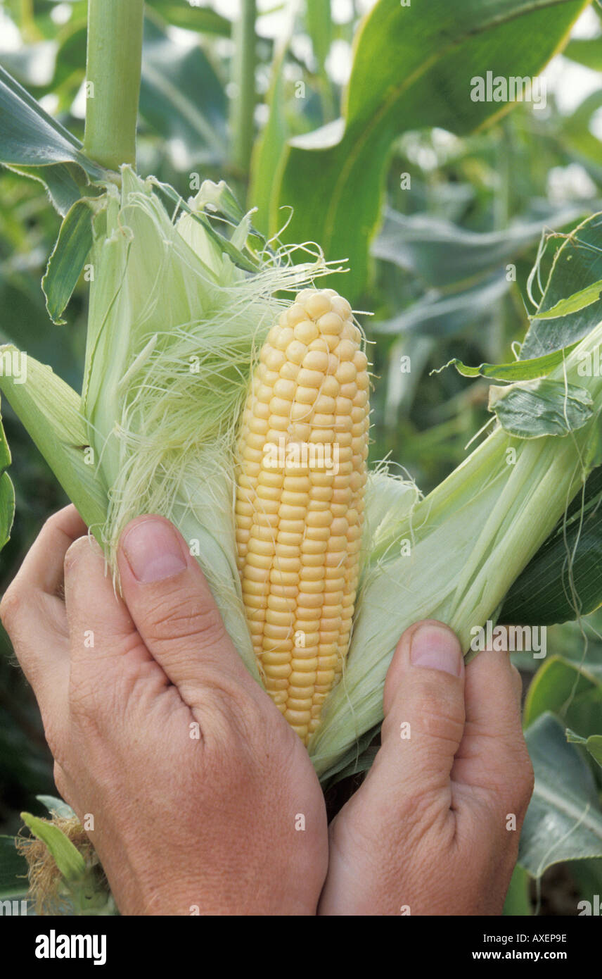 Two ear of corn hi-res stock photography and images - Alamy