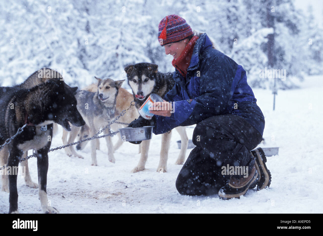 Lady feed her dog hi-res stock photography and images - Alamy