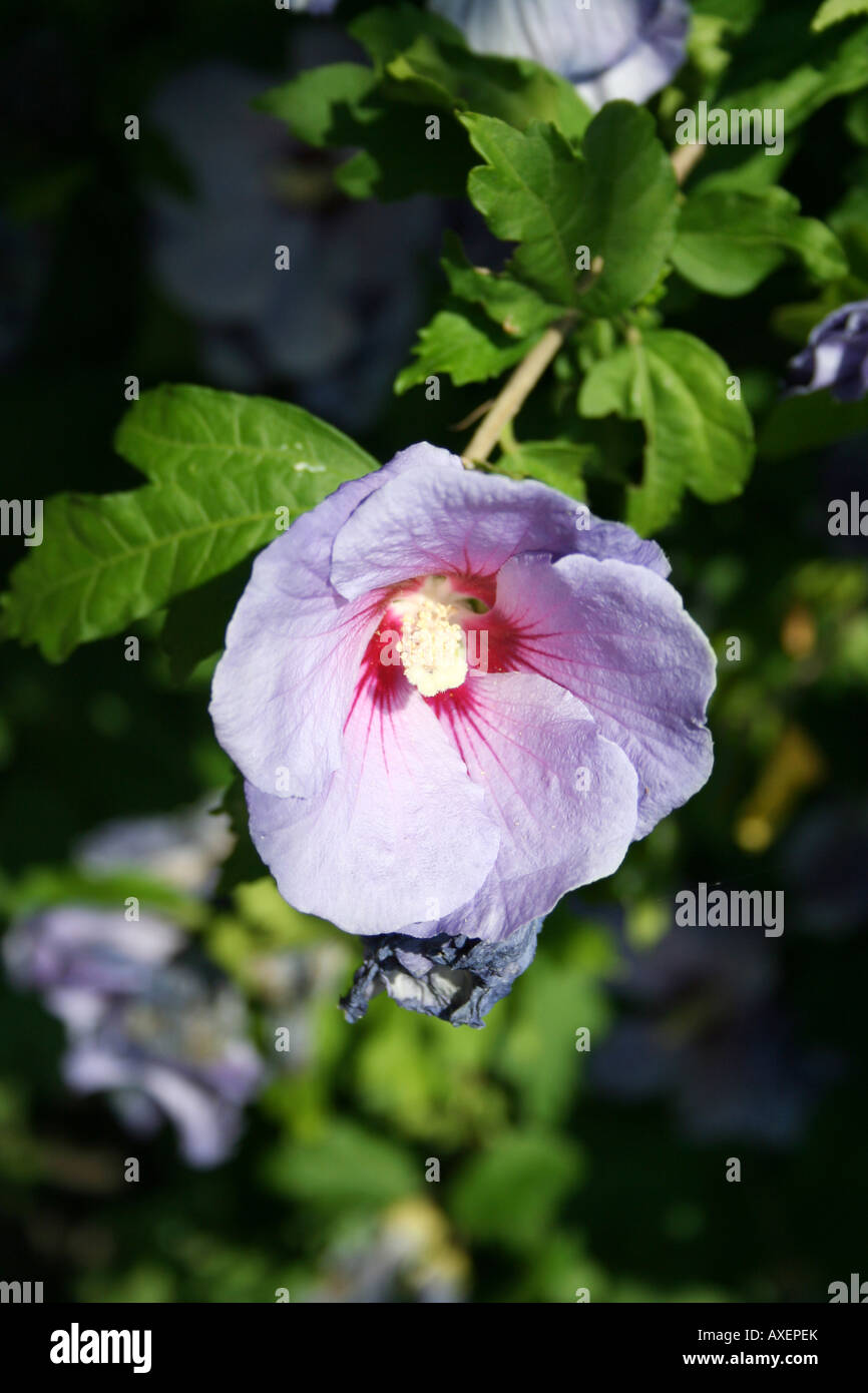 Violet hibiscus rosemallow flower in the garden Stock Photo - Alamy