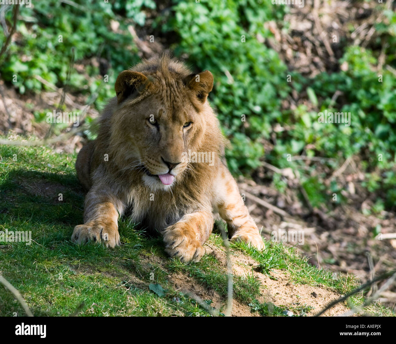 young male lion Stock Photo - Alamy