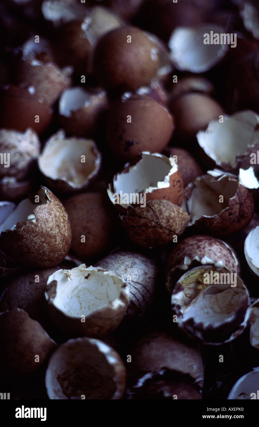 Egg shells of hatched raptors at a nest at Hunting Falcons ...