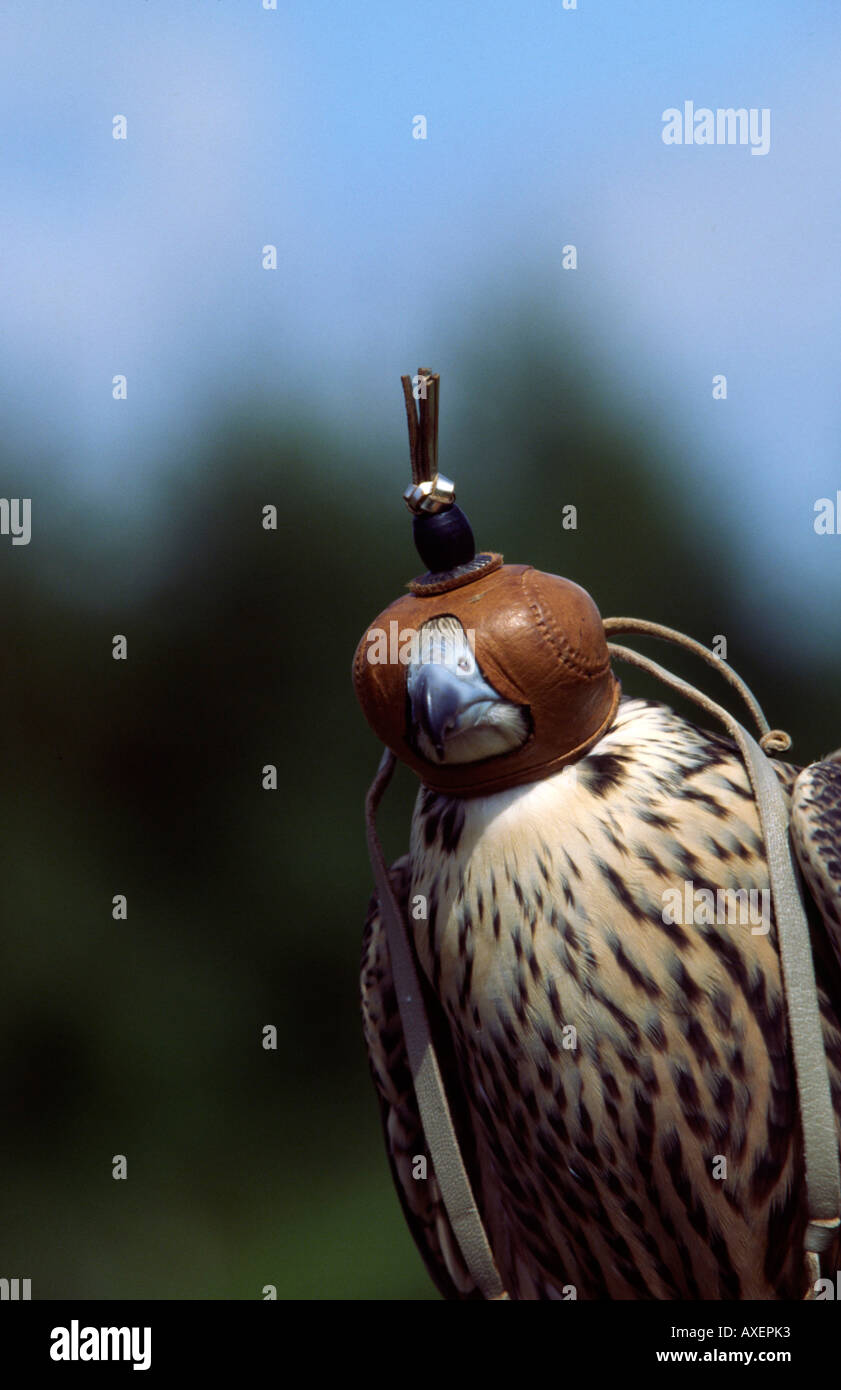 Falcon claw hi-res stock photography and images - Alamy