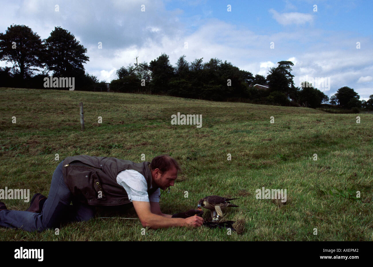 Martyn Paterson Senior Aviculturalist Hunting Falcons International ...