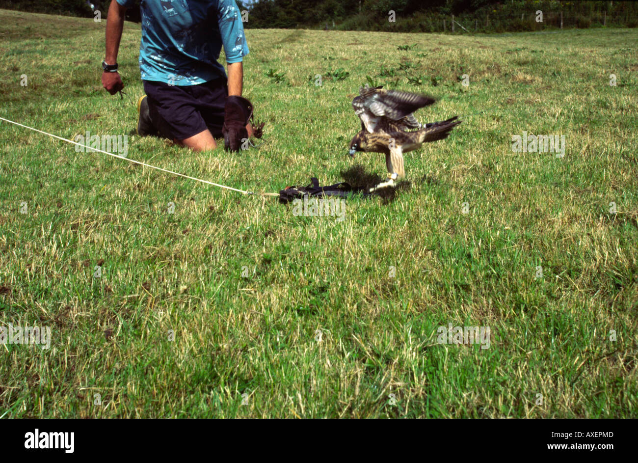 Peregrine falcon hunting bird hi-res stock photography and images - Alamy