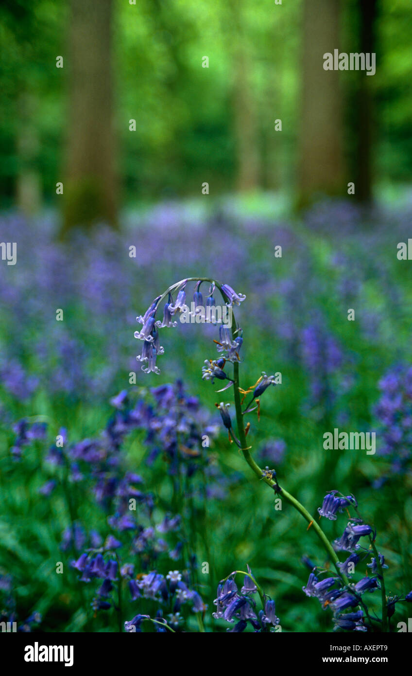 Staffhurst Wood High Resolution Stock Photography and Images - Alamy