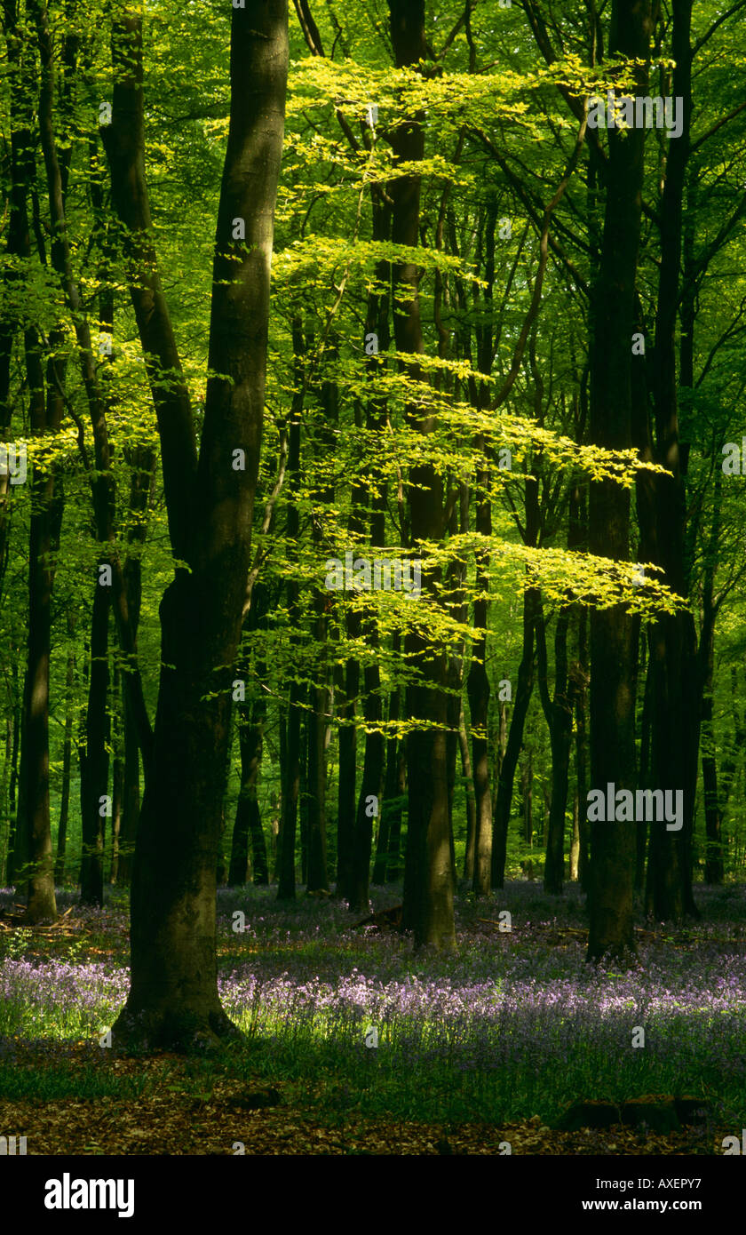 Bluebell wood micheldever forest winchester hi-res stock photography ...