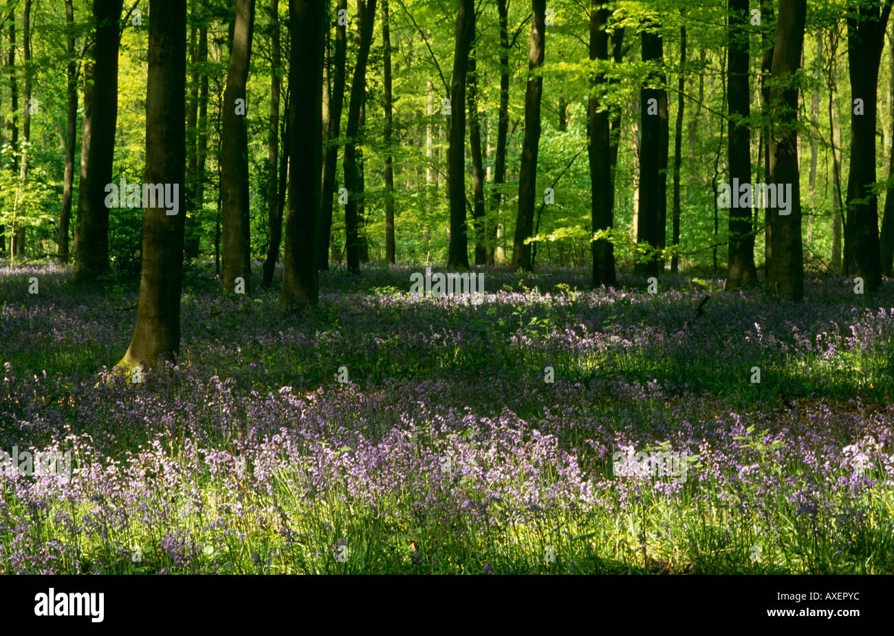Bluebell wood micheldever forest winchester hi-res stock photography ...