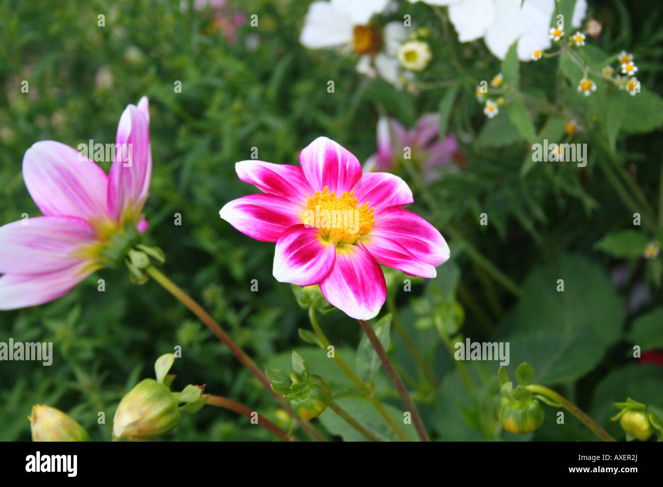 Beautiful spring in the garden Stock Photo - Alamy