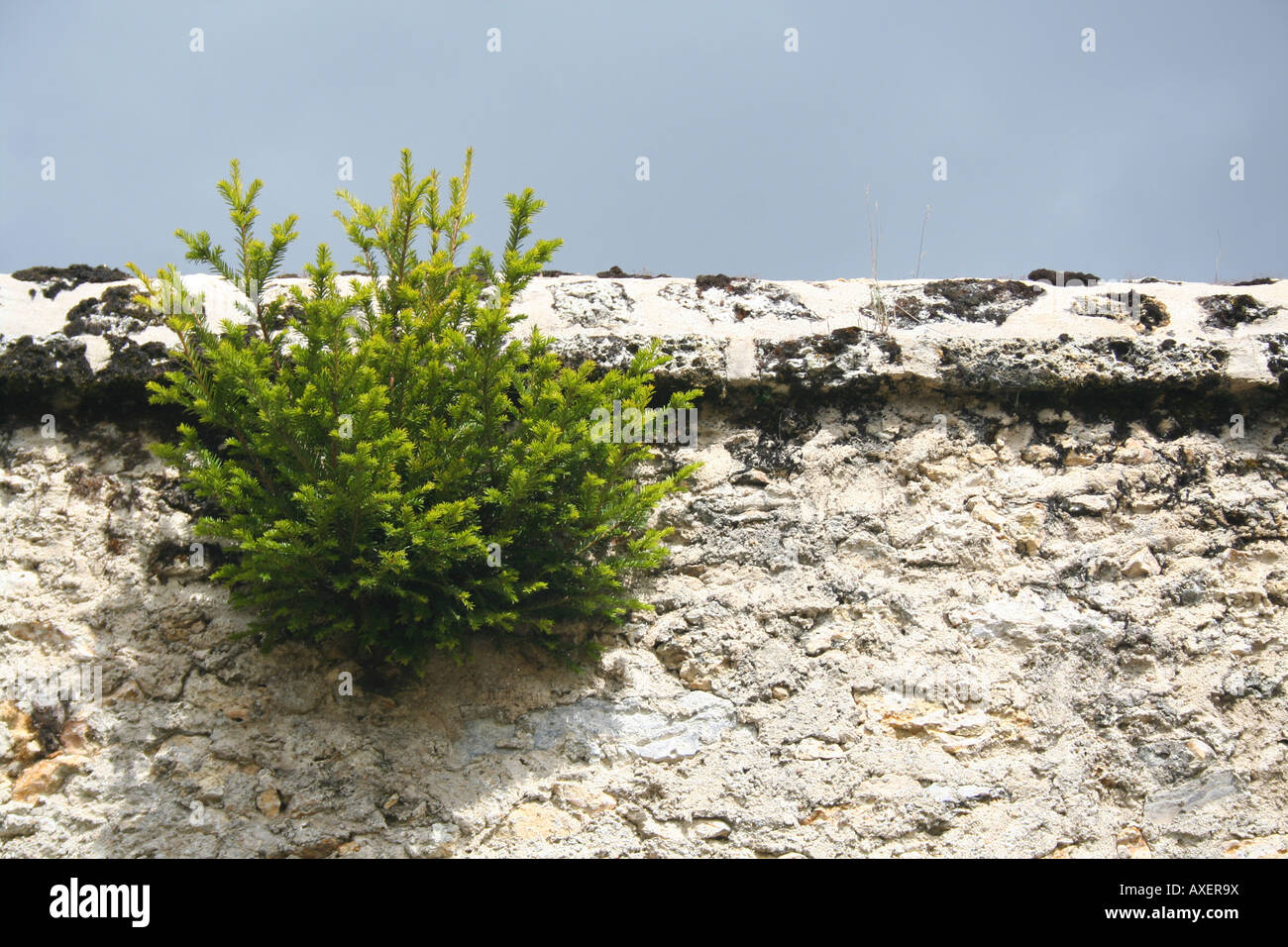 Fir tree growing germinate sprout on the ancient wall Stock Photo - Alamy