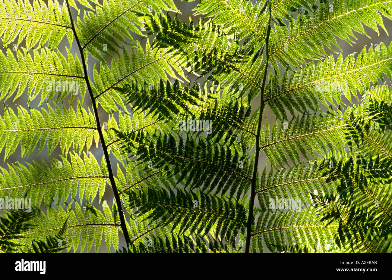 Tree fern fronds, Australia Stock Photo - Alamy