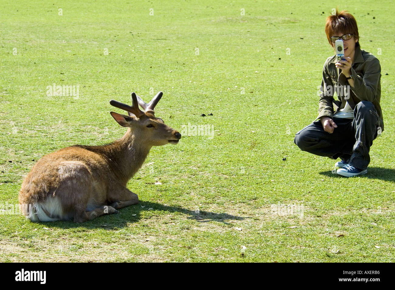 A man uses his cell phone to photograph a deer in Nara Park Nara Japan ...