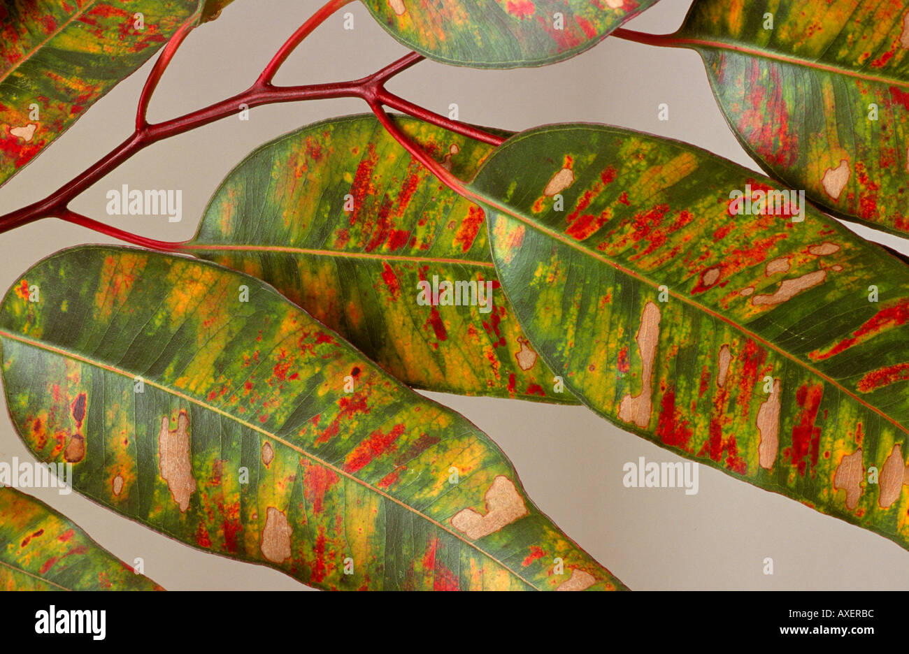 Sick diseased dead dying cells hi-res stock photography and images - Alamy