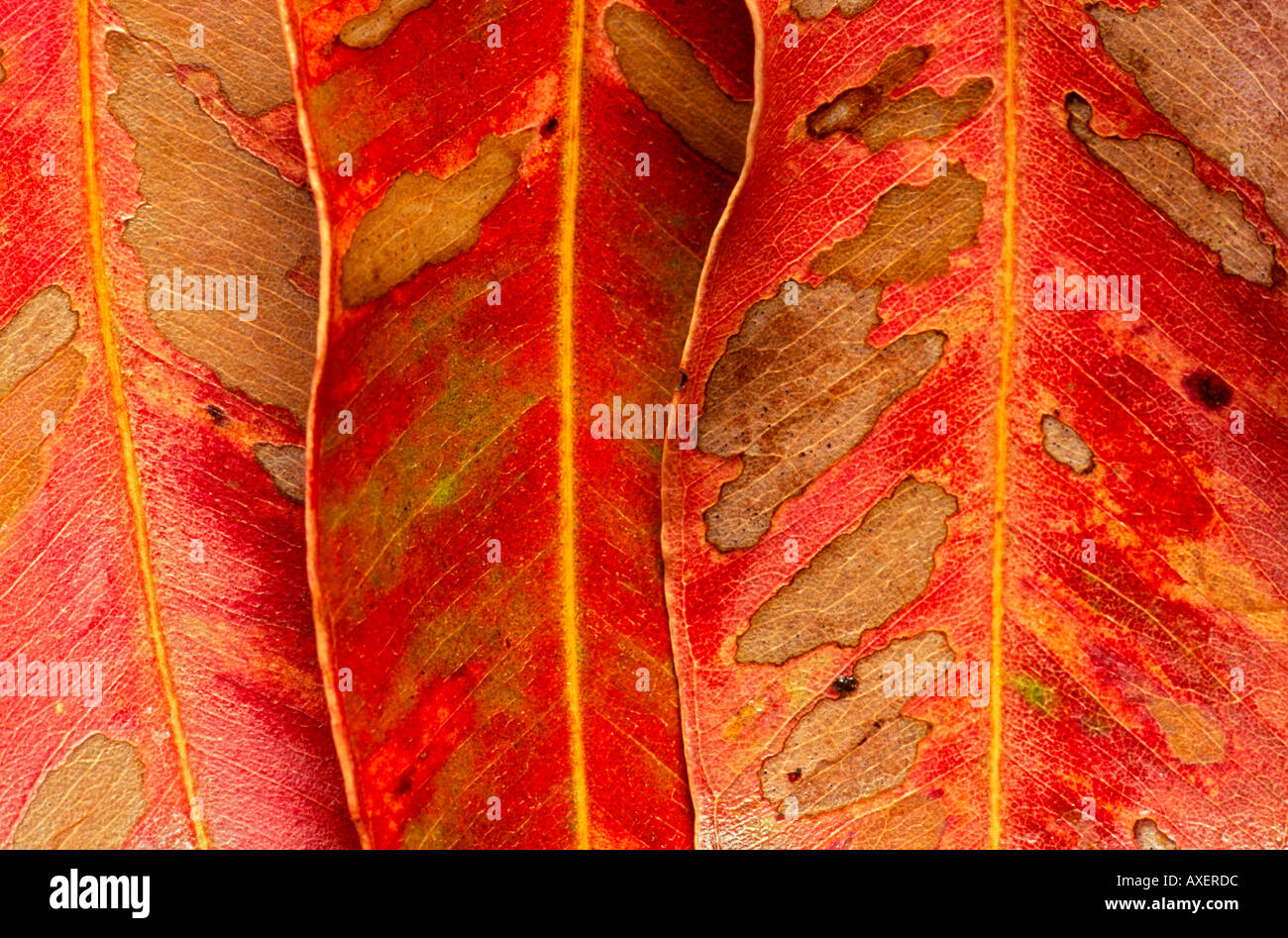 Gum leaves, Australia Stock Photo - Alamy