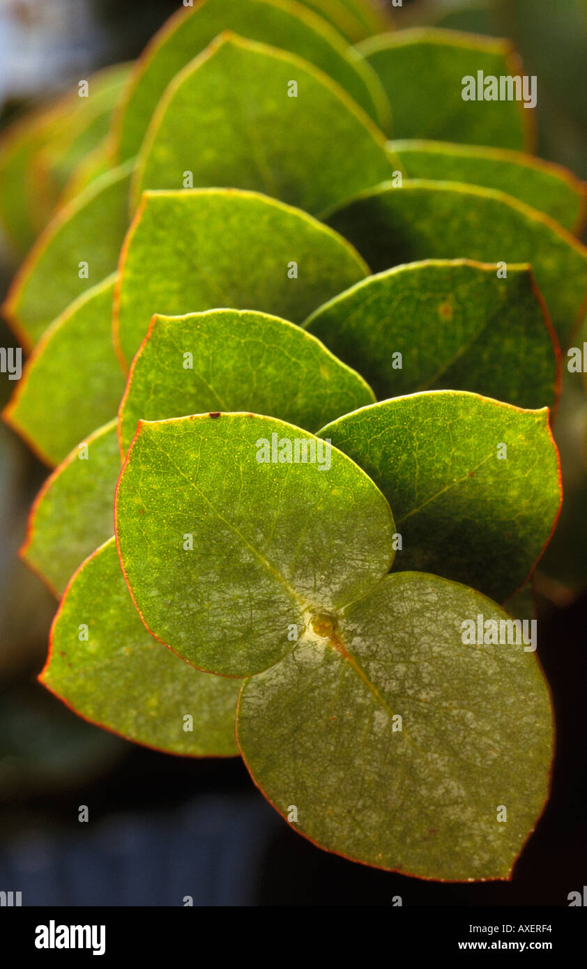 Ovoid orbiculate leaves foliage hi-res stock photography and images - Alamy