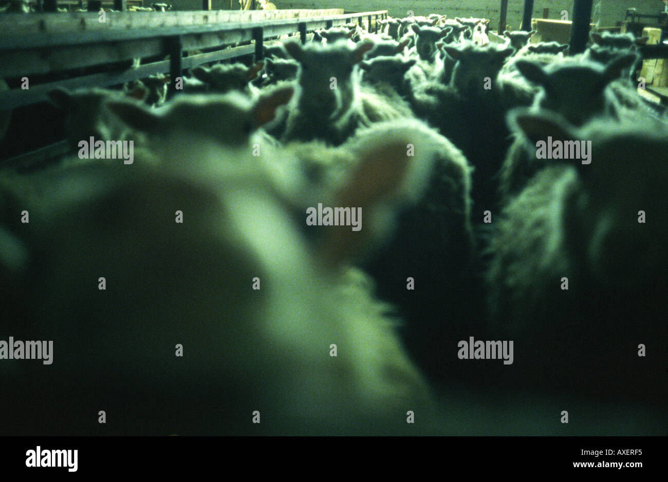 sheep animal animals farming stand indoor interior day husbandry ...