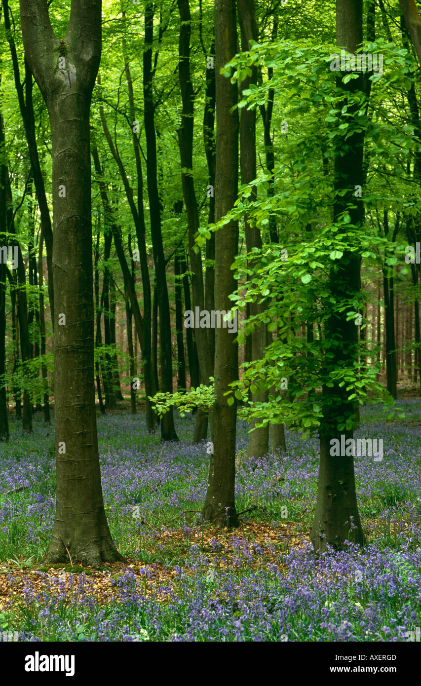 Bluebell wood micheldever forest winchester hi-res stock photography ...
