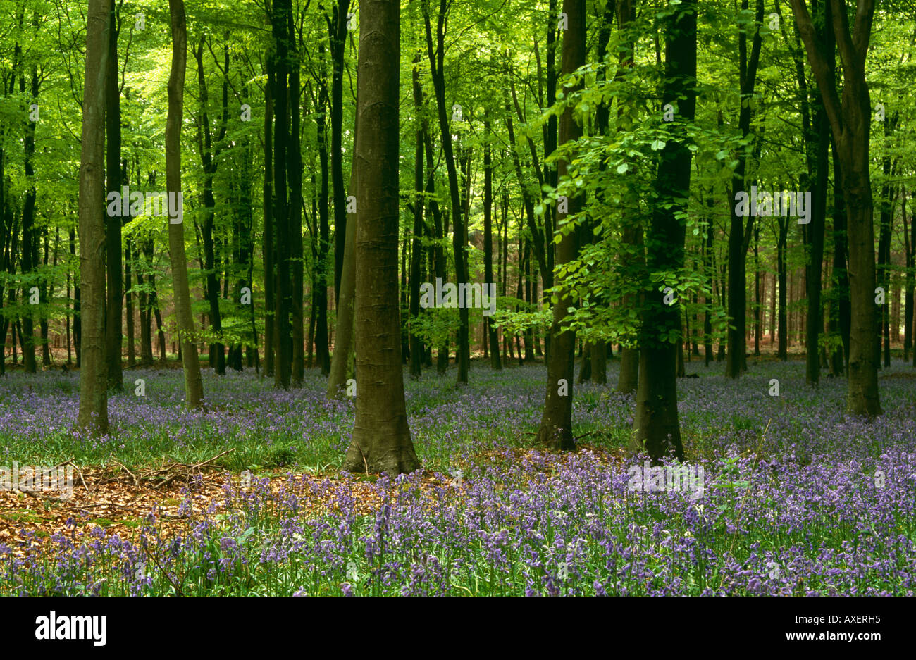 Bluebells in Micheldever Wood, near Winchester, Hampshire, England, UK ...