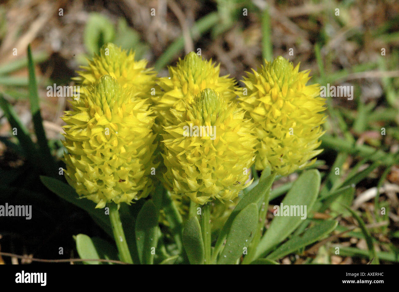 Florida five 5 yellow wildflower bachelors button closeup detail Stock ...
