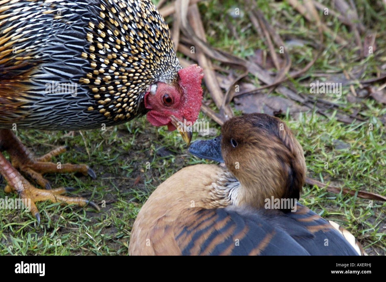 chicken & duck, close up & personal Stock Photo - Alamy