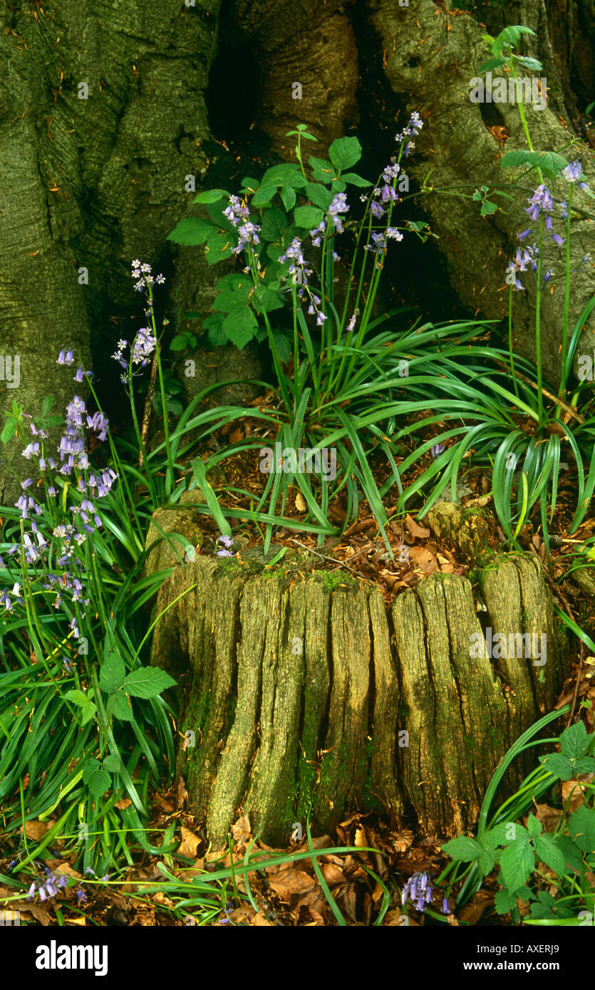 Bluebell hill north downs hi-res stock photography and images - Alamy