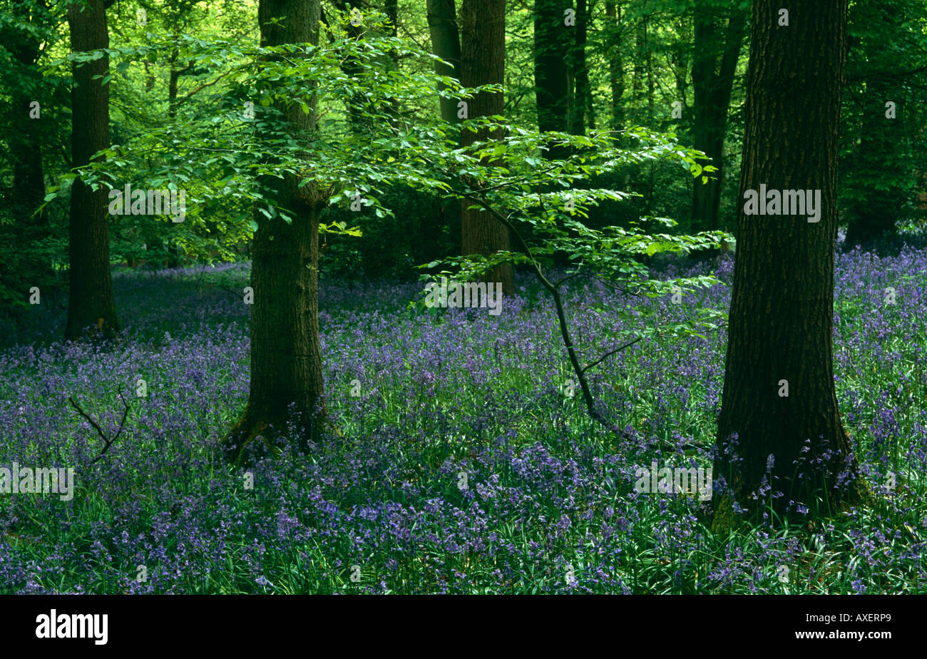 Staffhurst Wood High Resolution Stock Photography and Images - Alamy