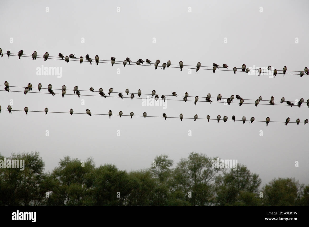 Preparing birds hi-res stock photography and images - Alamy