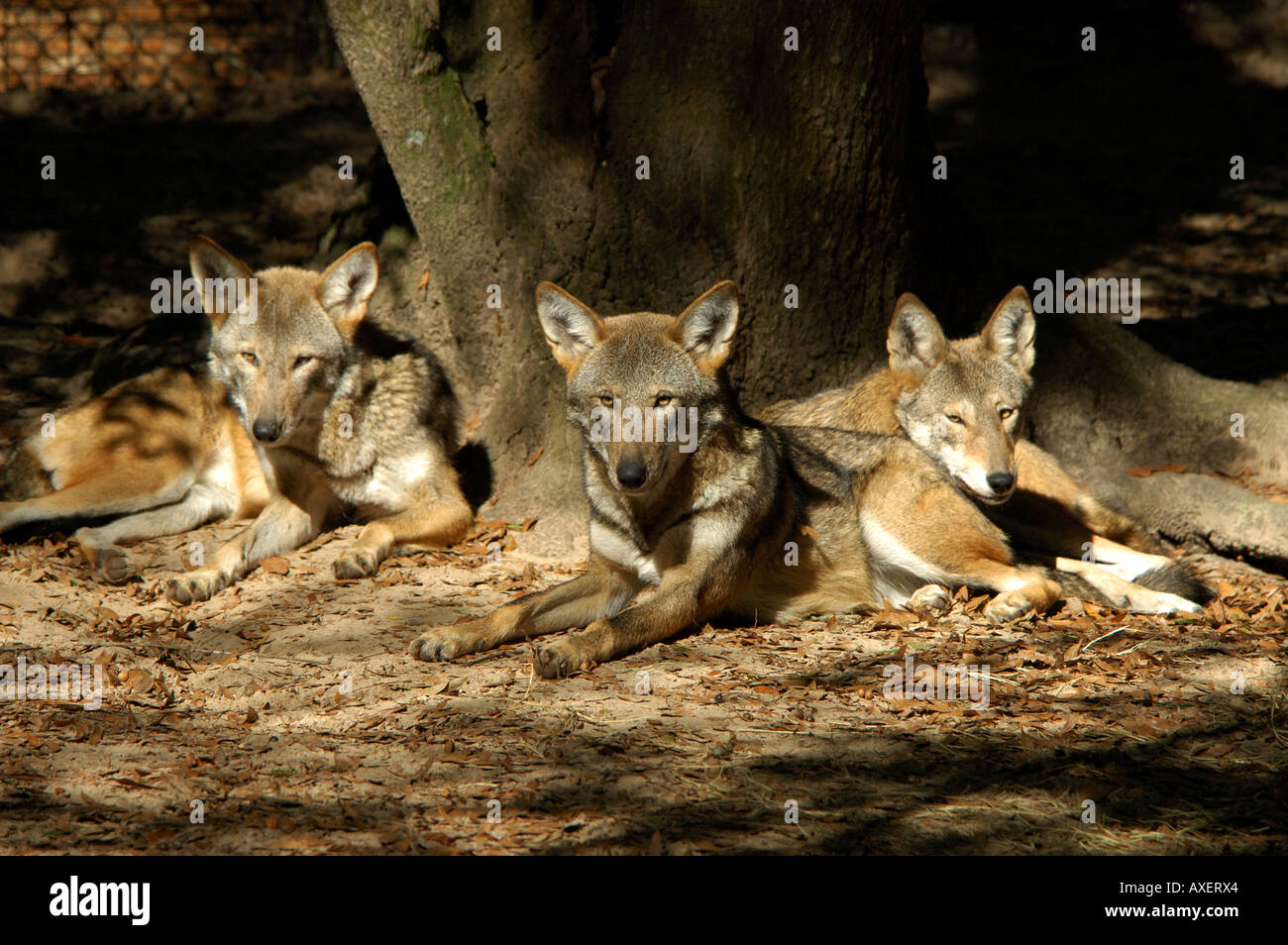 Red wolves Canis rufus resting under tree Stock Photo - Alamy