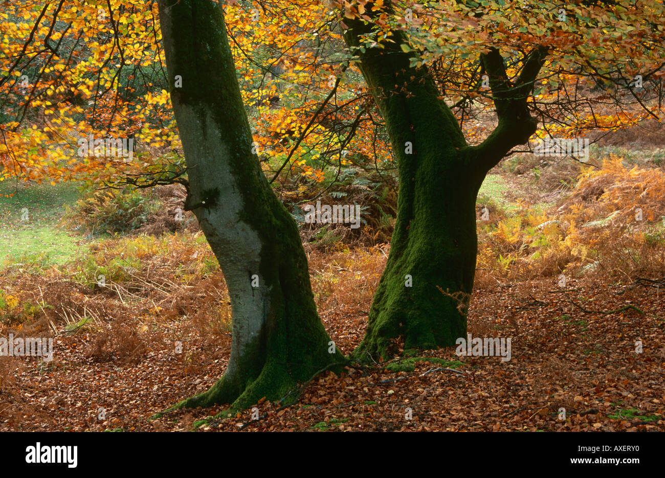Autumn Beech Trees, Bolderwood Arboretum Ornamental Drive, near ...