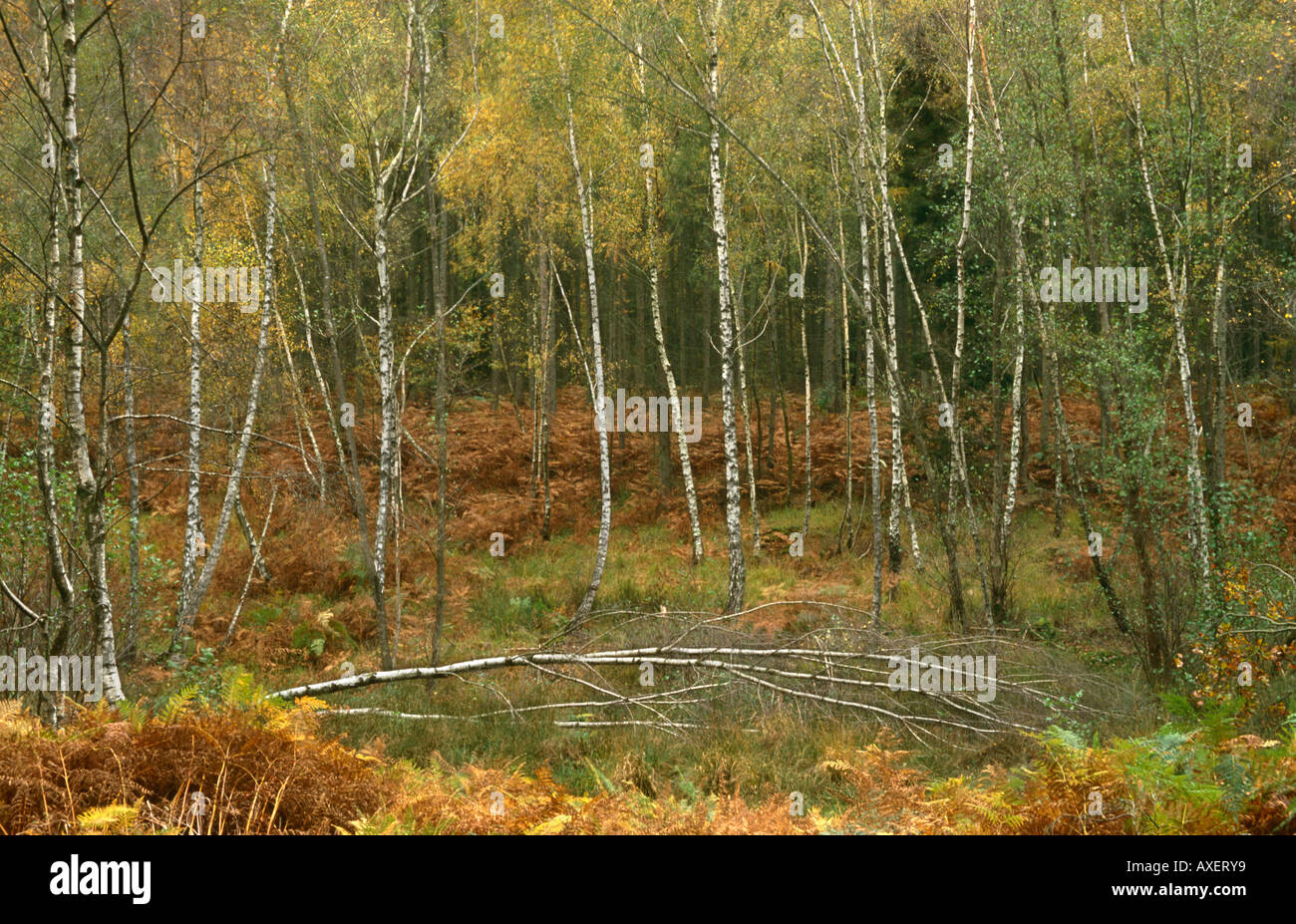 Autumn Birch Trees, Bolderwood Arboretum Ornamental Drive, near ...