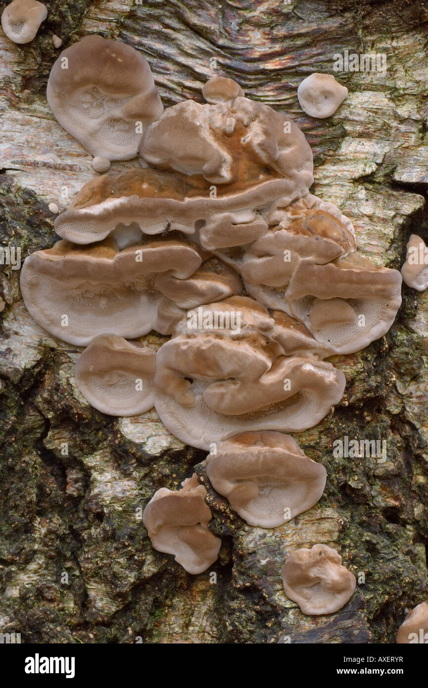 Birch Polypore - Piptoporus betulinus Stock Photo - Alamy