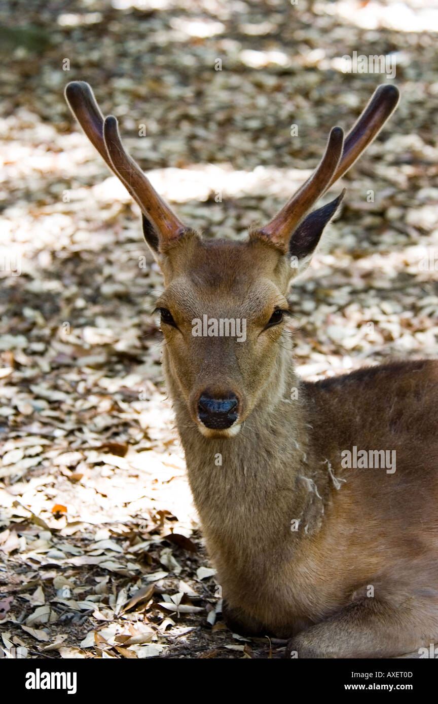 Wild but tame deer roam freely in Nara Park Nara Japan Stock Photo - Alamy