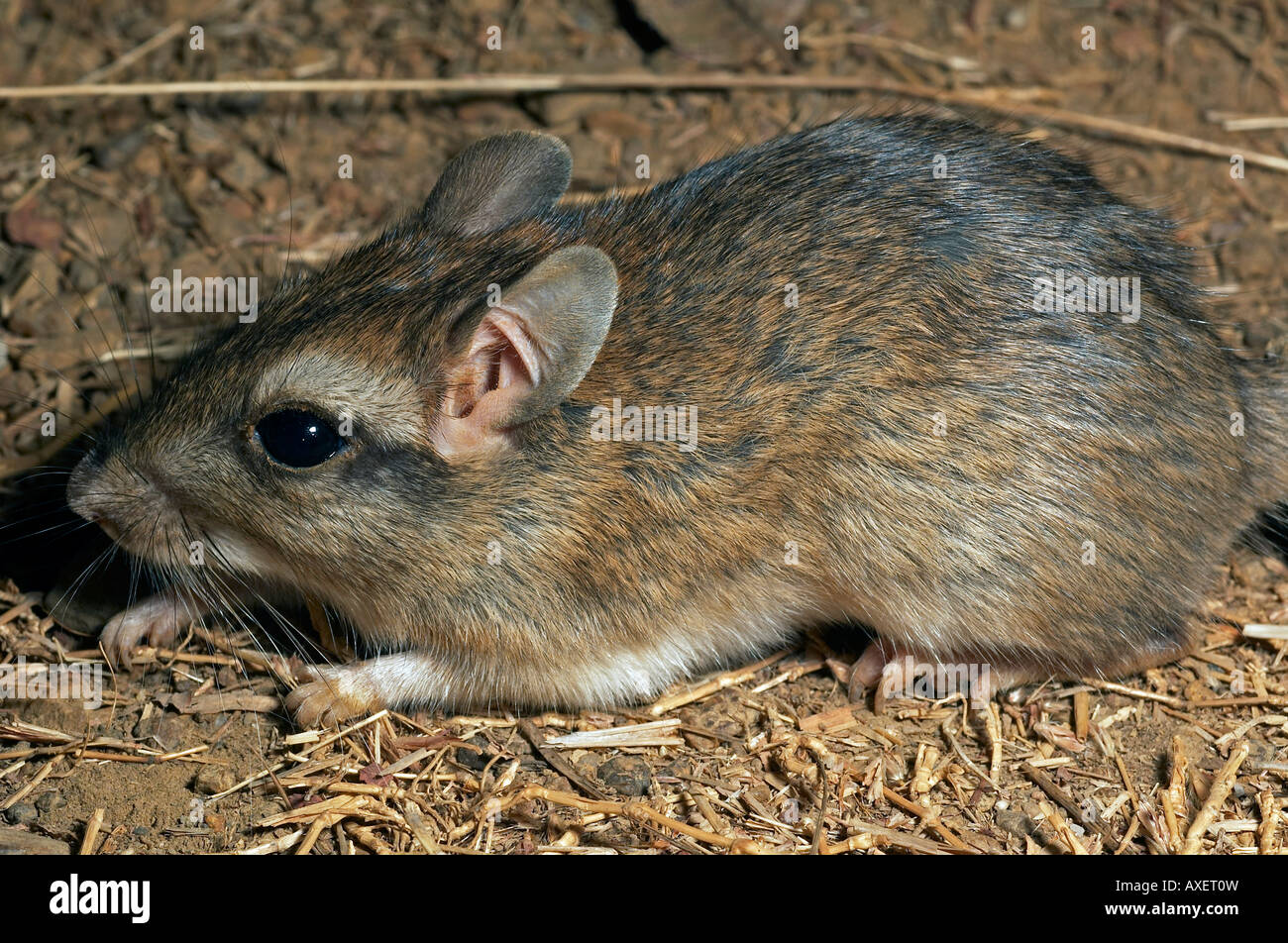 MAMMAL, RODENT. Tatera indica Gerbil. Photographed at night in Agumbe ...