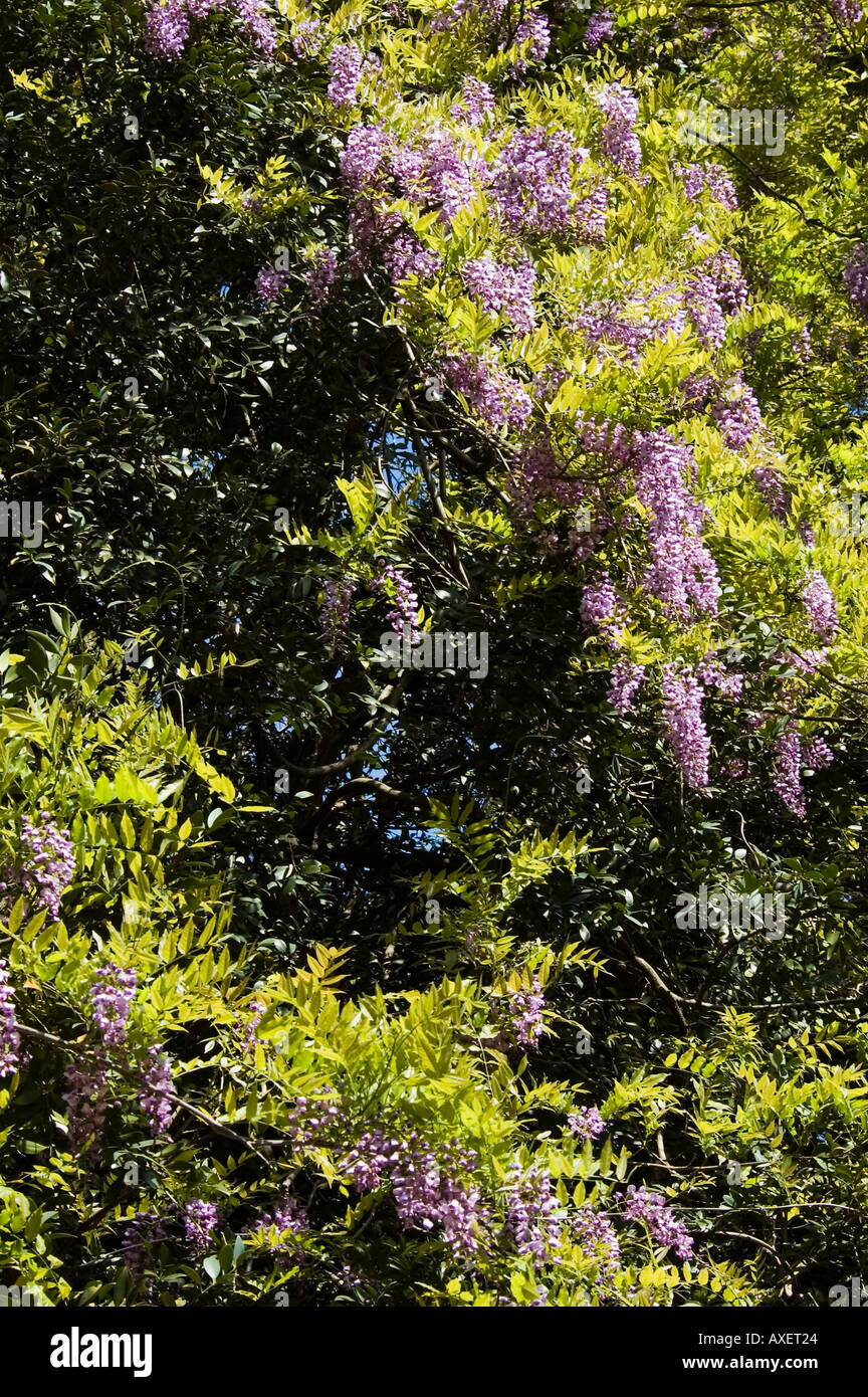 Kasuga taisha shrine wisteria nara hi-res stock photography and images ...