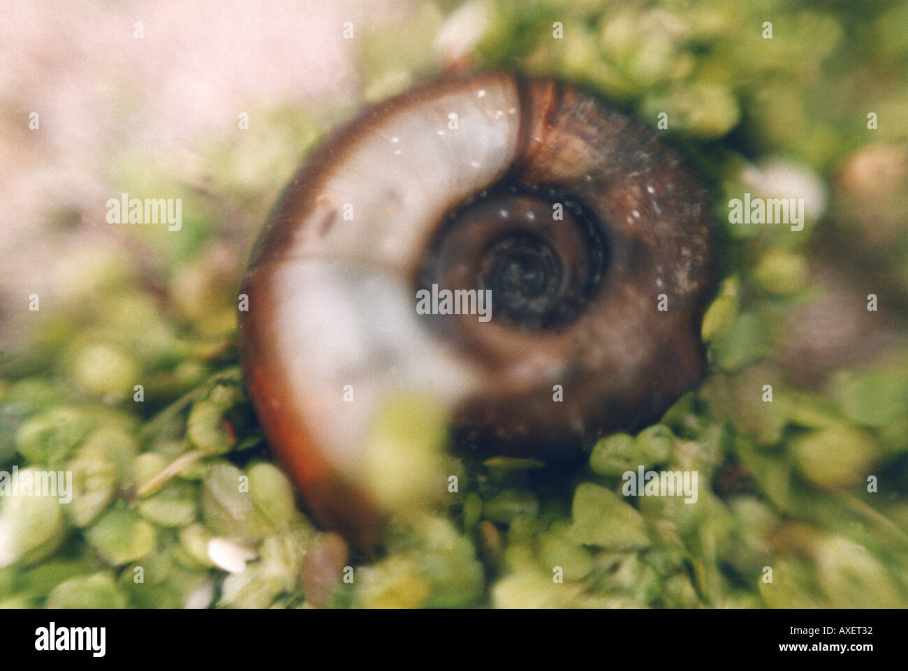 snail shell leaves leave crustacean spiral water close up Stock Photo ...