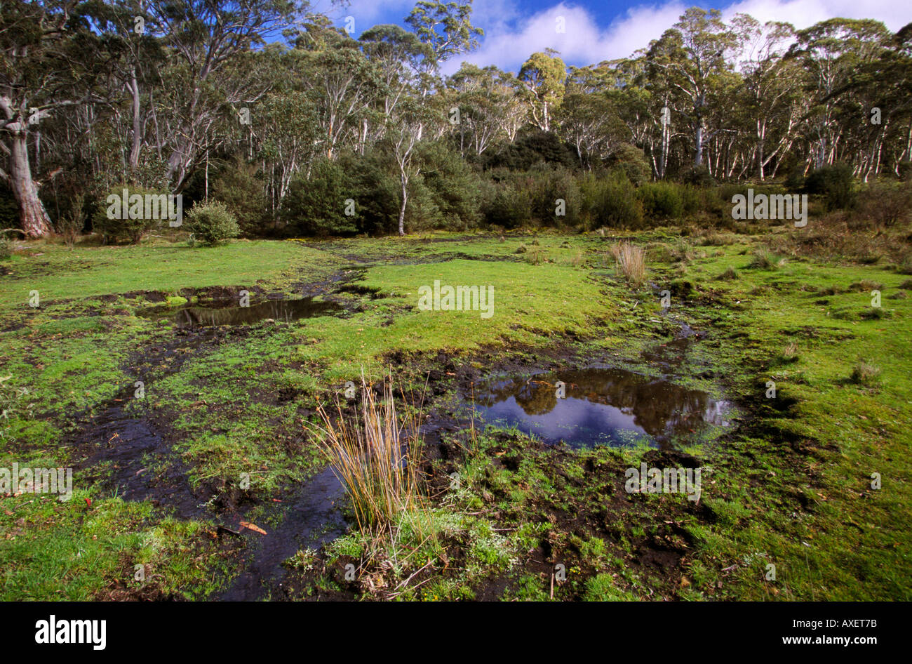 Near source of the Murray River Pilot wilderness Kosciuszko National ...