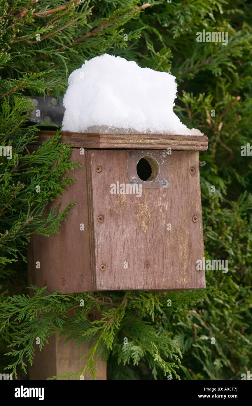 A nestbox with a covering of snow Stock Photo - Alamy