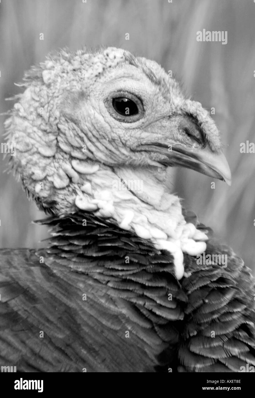 Turkeys eye hi-res stock photography and images - Alamy