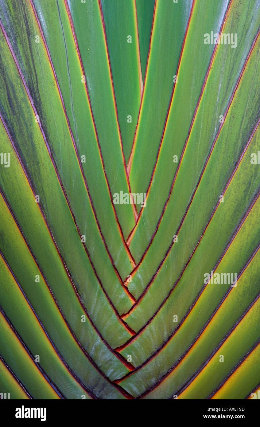 Fan palm australia hi-res stock photography and images - Alamy