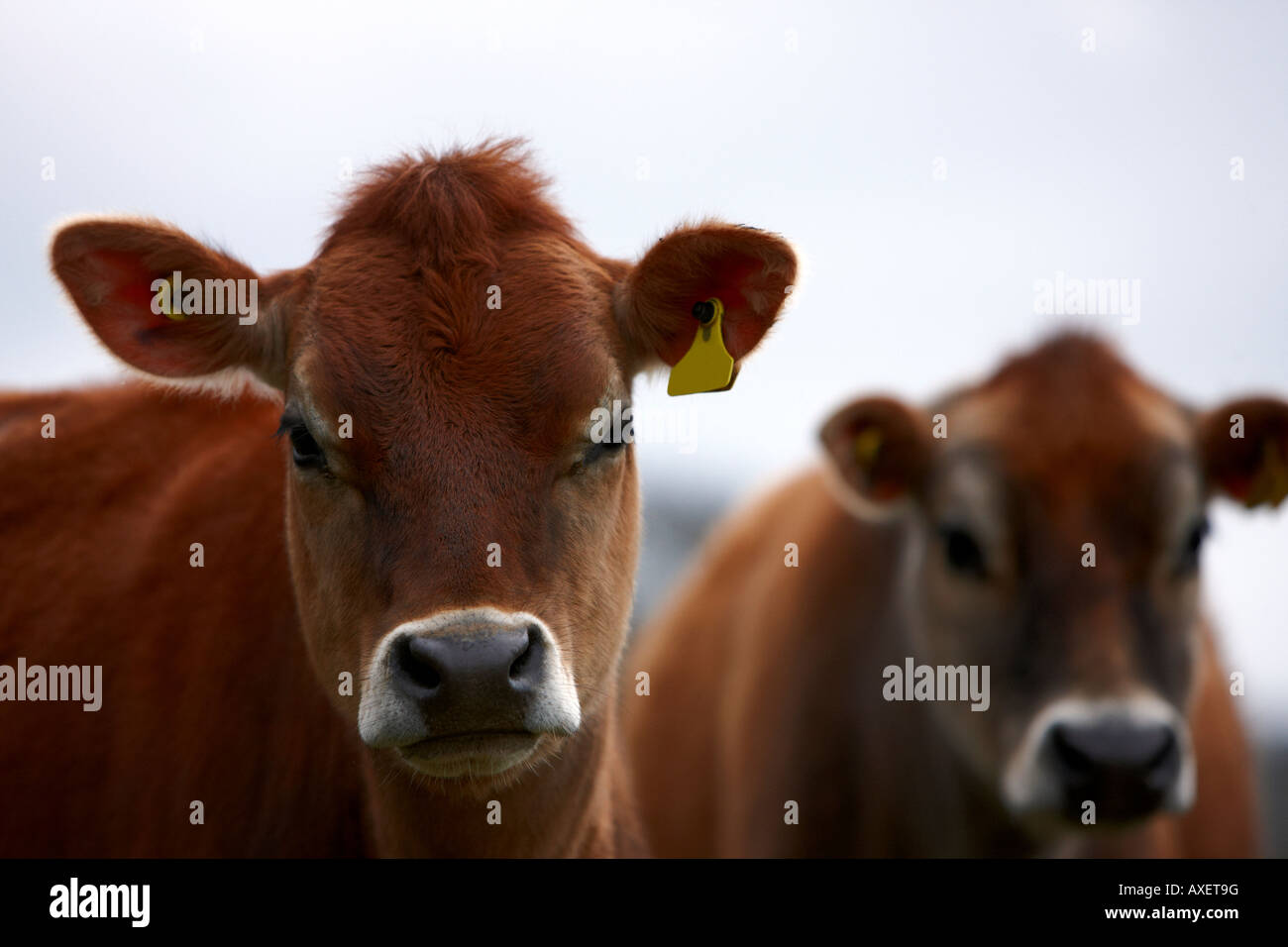 Jersey Cow Channel Islands Stock Photo - Alamy