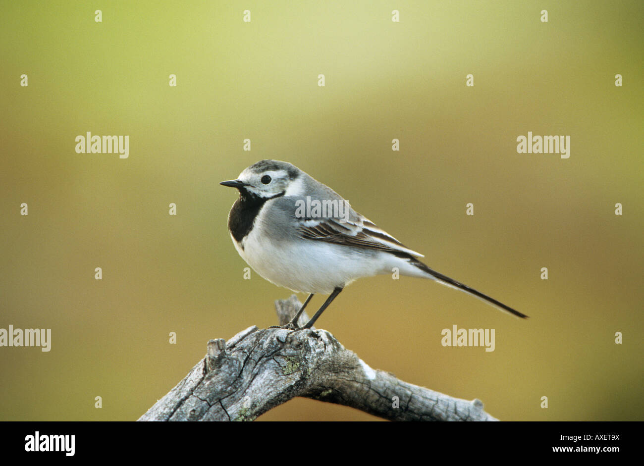 Female wagtail hi-res stock photography and images - Alamy