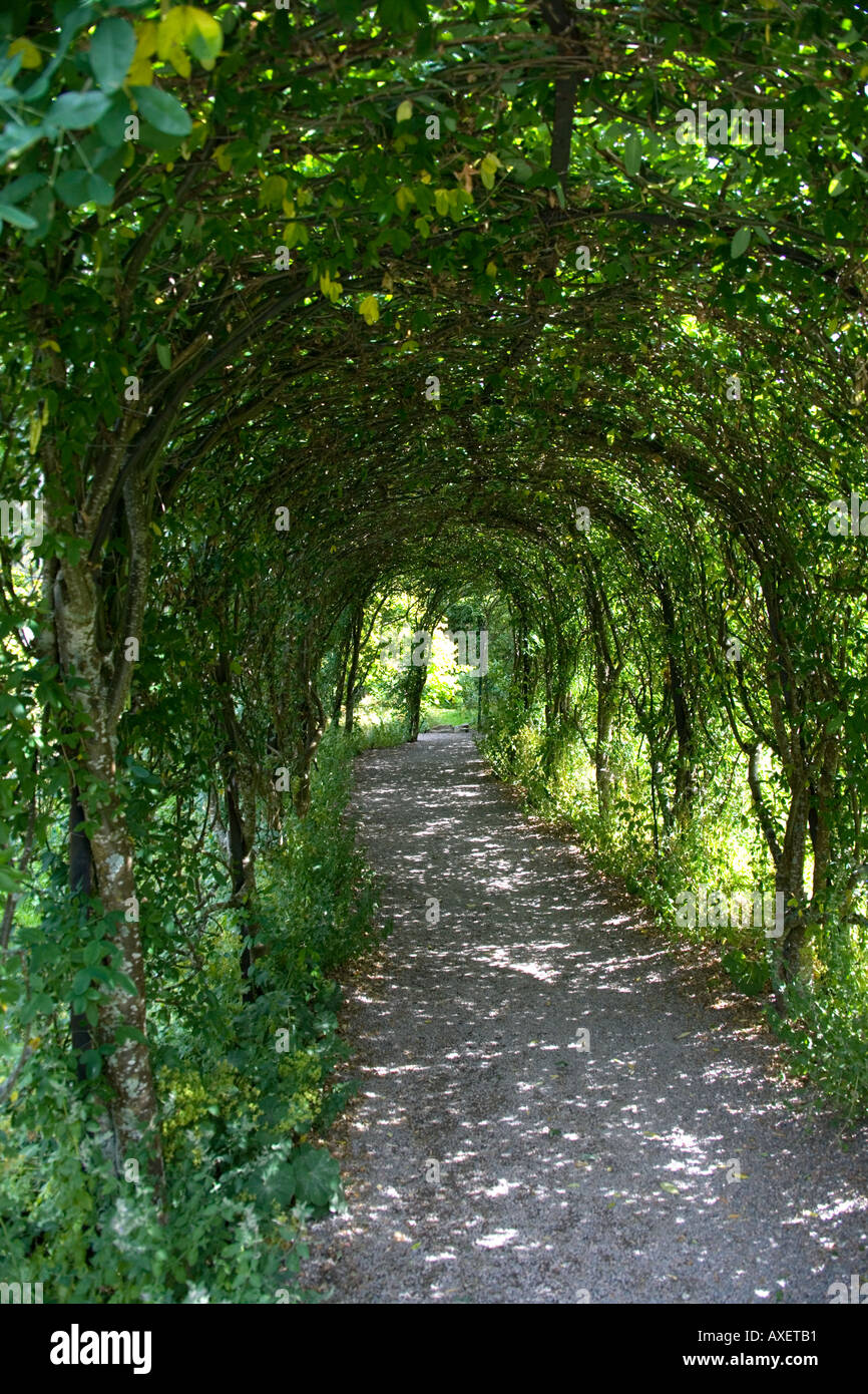 Archway of trees Stock Photo - Alamy