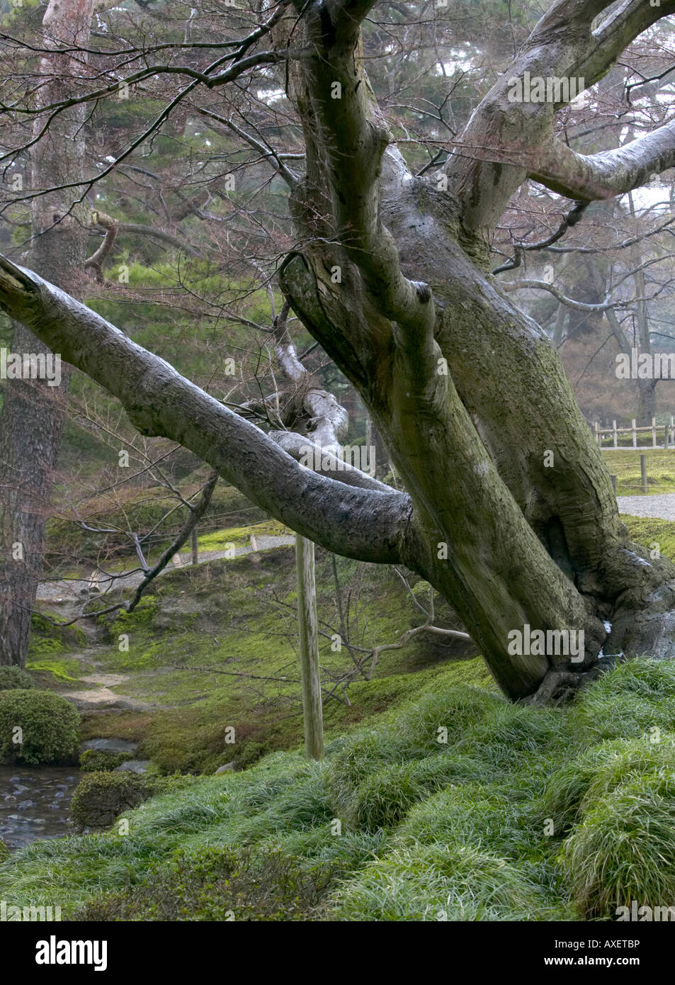 SPRING EVENING AT KENROKUEN GARDENS, KANAZAWA, JAPAN. WIDELY CONSIDERED ...