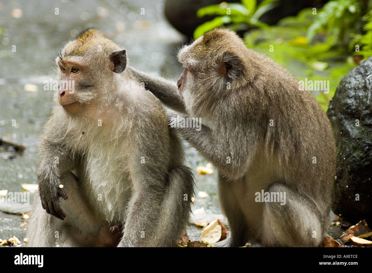 Balinese Macaques groom each other at the Sacred Monkey Forest ...
