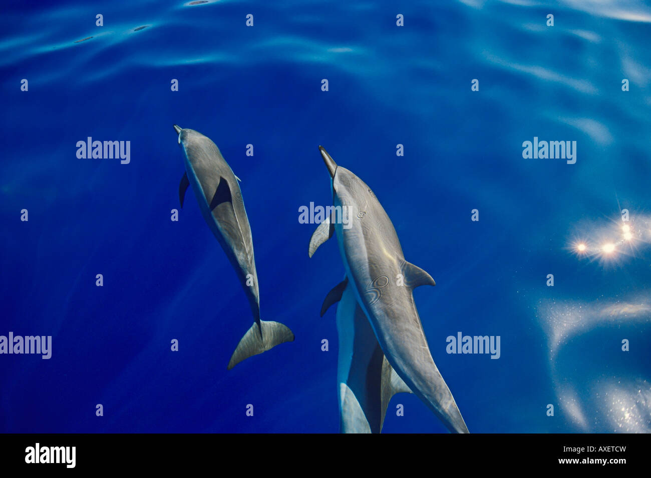 long snouted spinner dolphins bow riding Stenella longirostris Kona Big ...