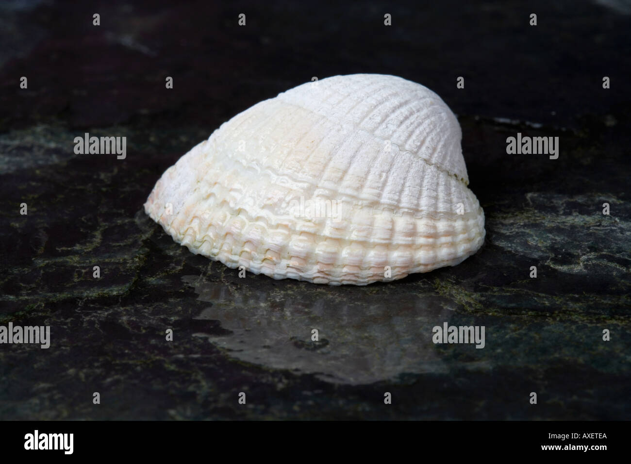 Lone seashell in shallow water hi-res stock photography and images - Alamy