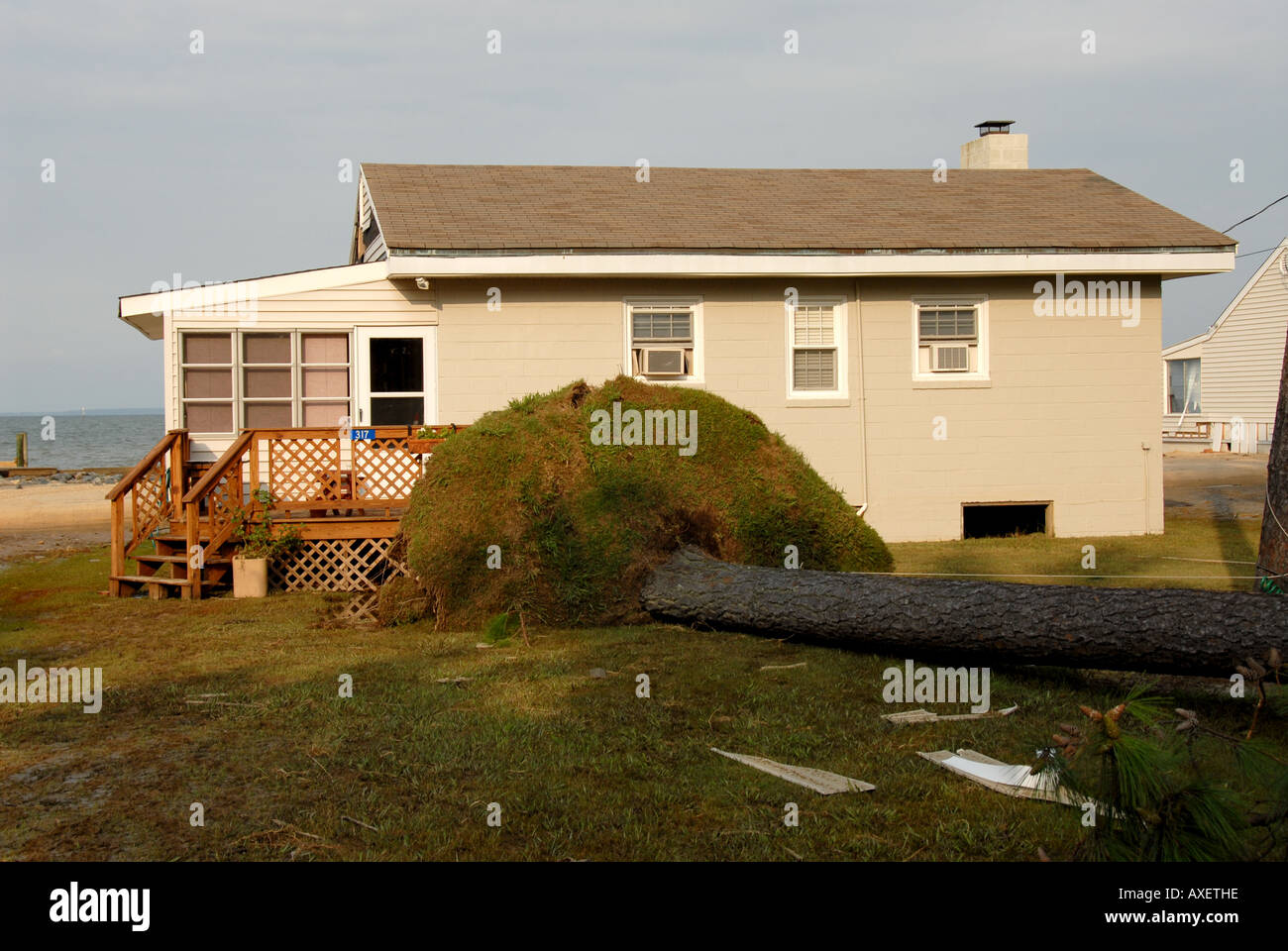 Hurricane weather damage fallen pine tree root ball exposed due to high ...
